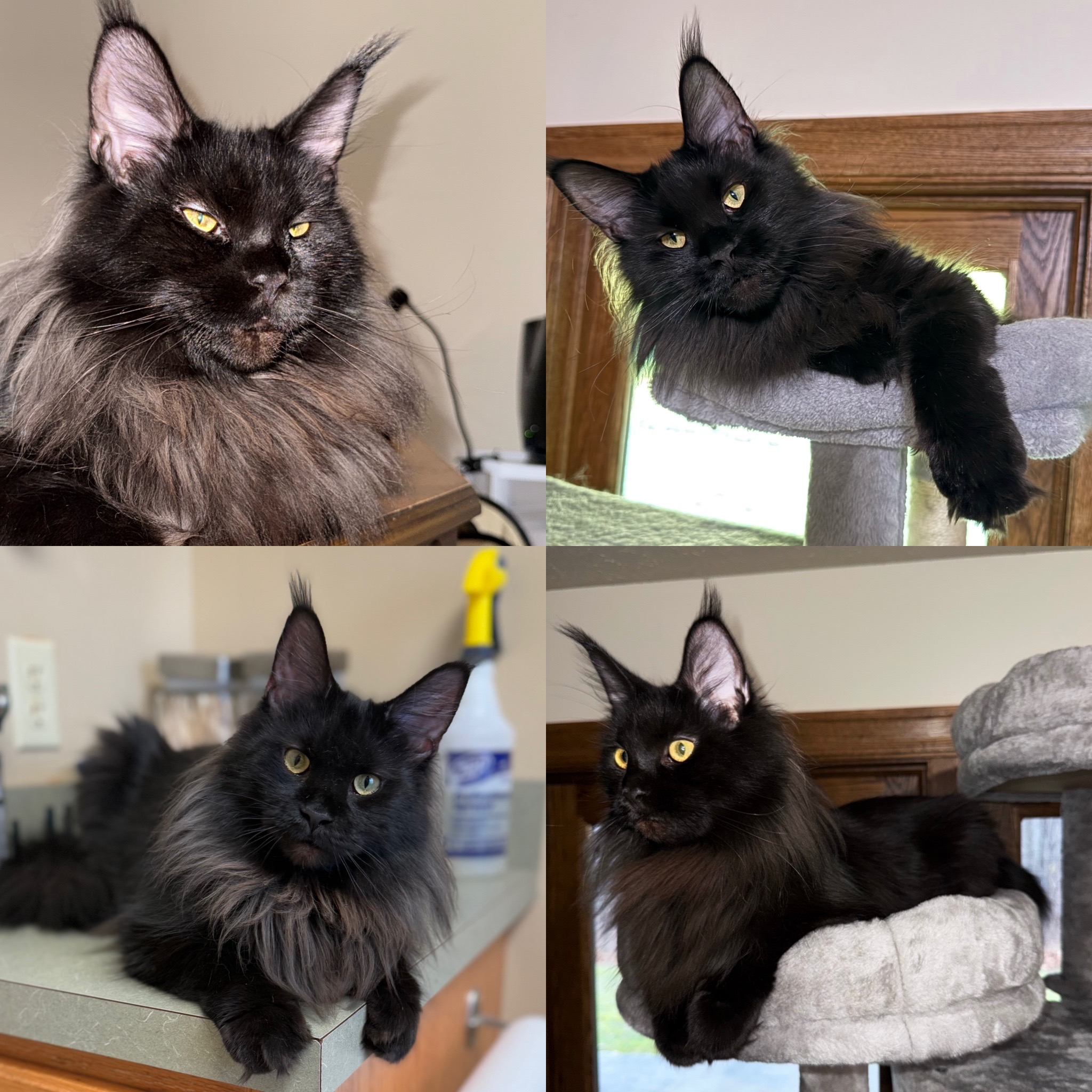 Kings and Queens – Famous Maine Coons